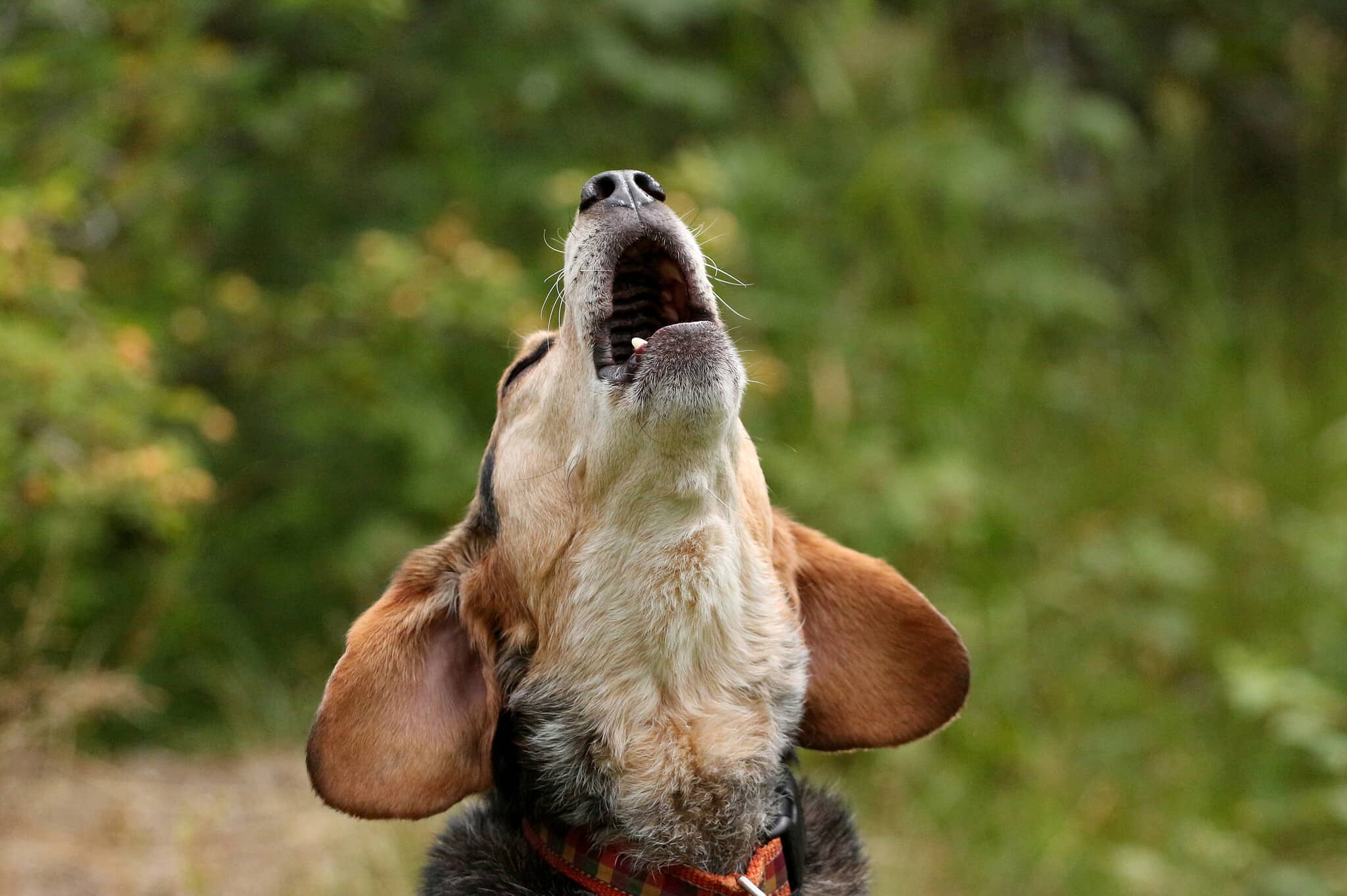 Beagles as Hunting Dogs: 10 Pros and Limitations to Know - A-Z Animals