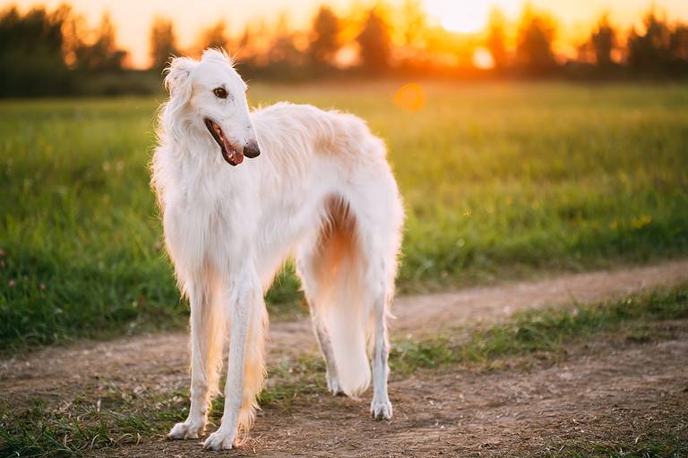 Borzoi: Growth Chart, Milestones, and Training Tips - A-Z Animals