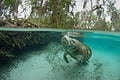 The Complete Guide to Wildlife at Biscayne National Park - A-Z Animals
