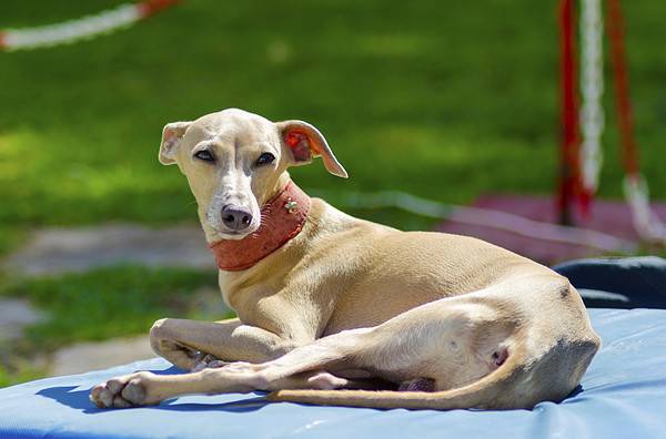 Italian Greyhound Colors: Rarest to Most Common