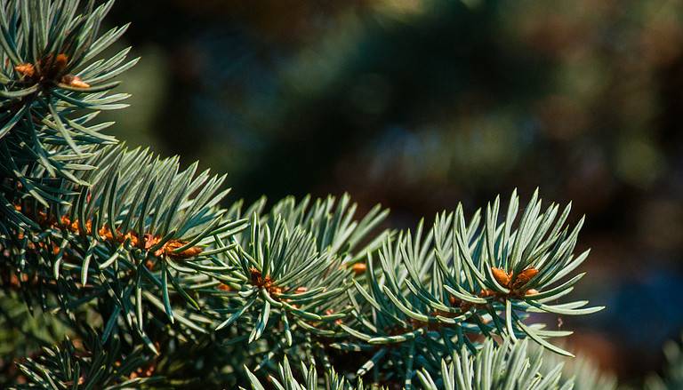 Discover the 10 Tallest Trees In England - A-Z Animals