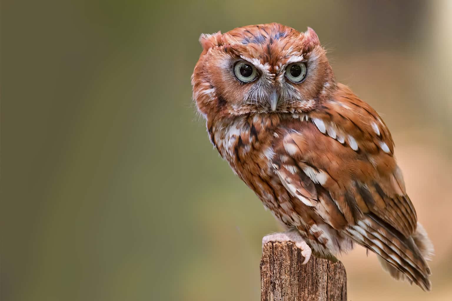 Raptors 101: The 5 Features That Define Birds of Prey - A-Z Animals