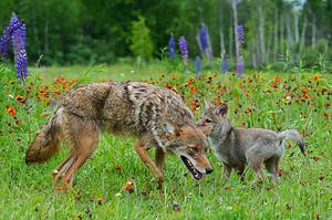 What Do Possums Eat? - A-Z Animals