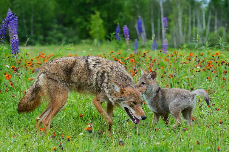 Baby Coyote Pup: 11 Pictures and 10 Incredible Facts - A-Z Animals
