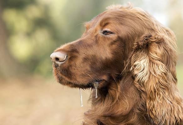 Rabies in Dogs: 8 Signs To Look for and Next Steps to Take - A-Z Animals