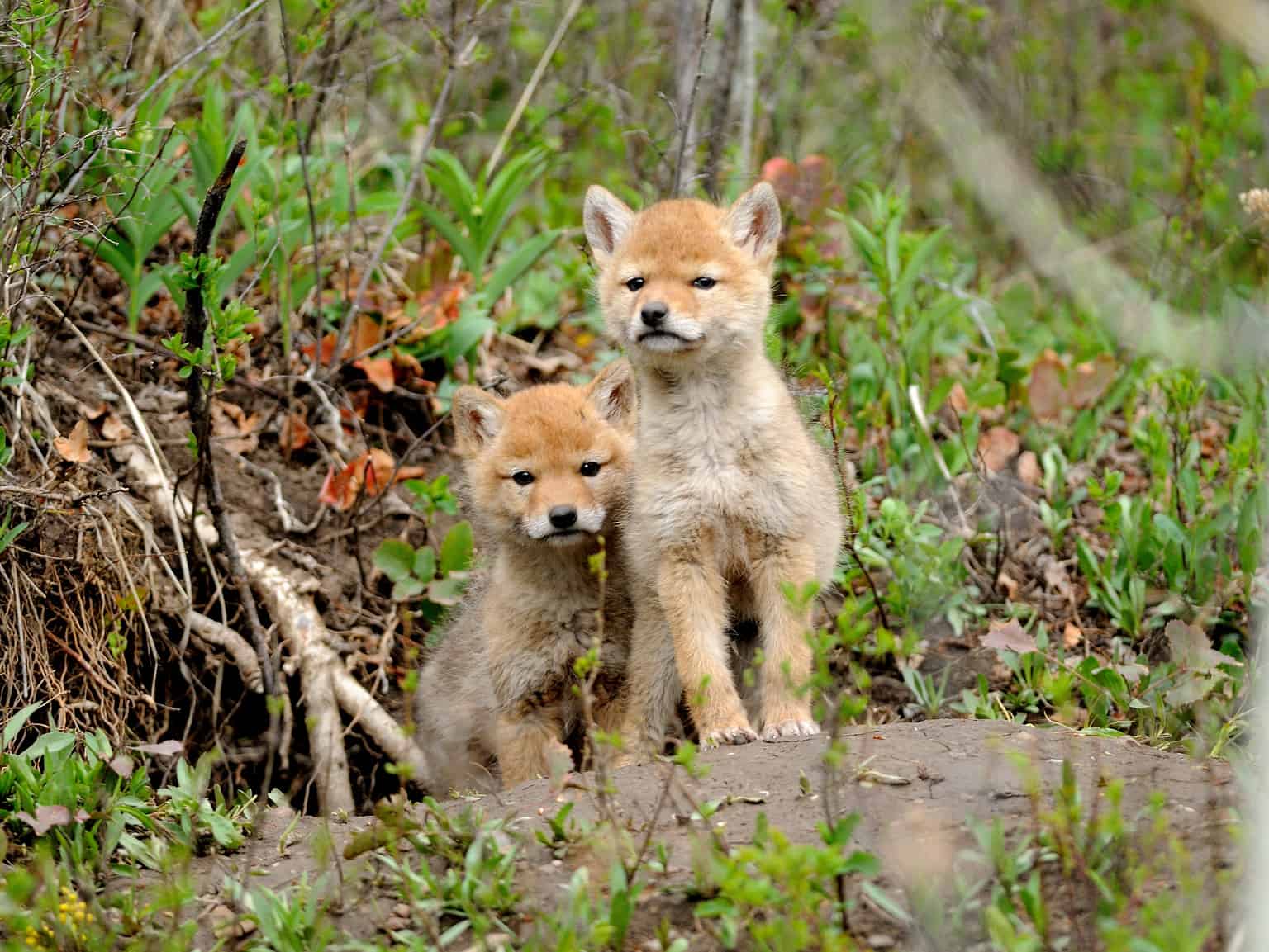 Baby Coyote Pup: 11 Pictures and 10 Incredible Facts - A-Z Animals