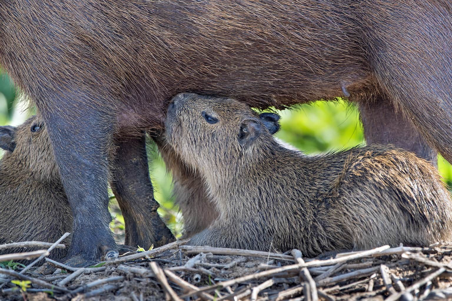 Baby Capybara: 10 Cute Pictures and 10 Amazing Facts - A-Z Animals