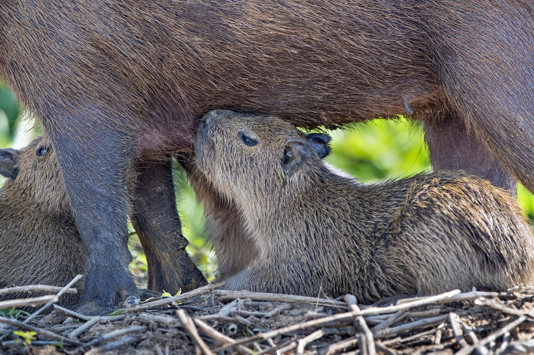 Baby Capybara: 10 Cute Pictures and 10 Amazing Facts - A-Z Animals