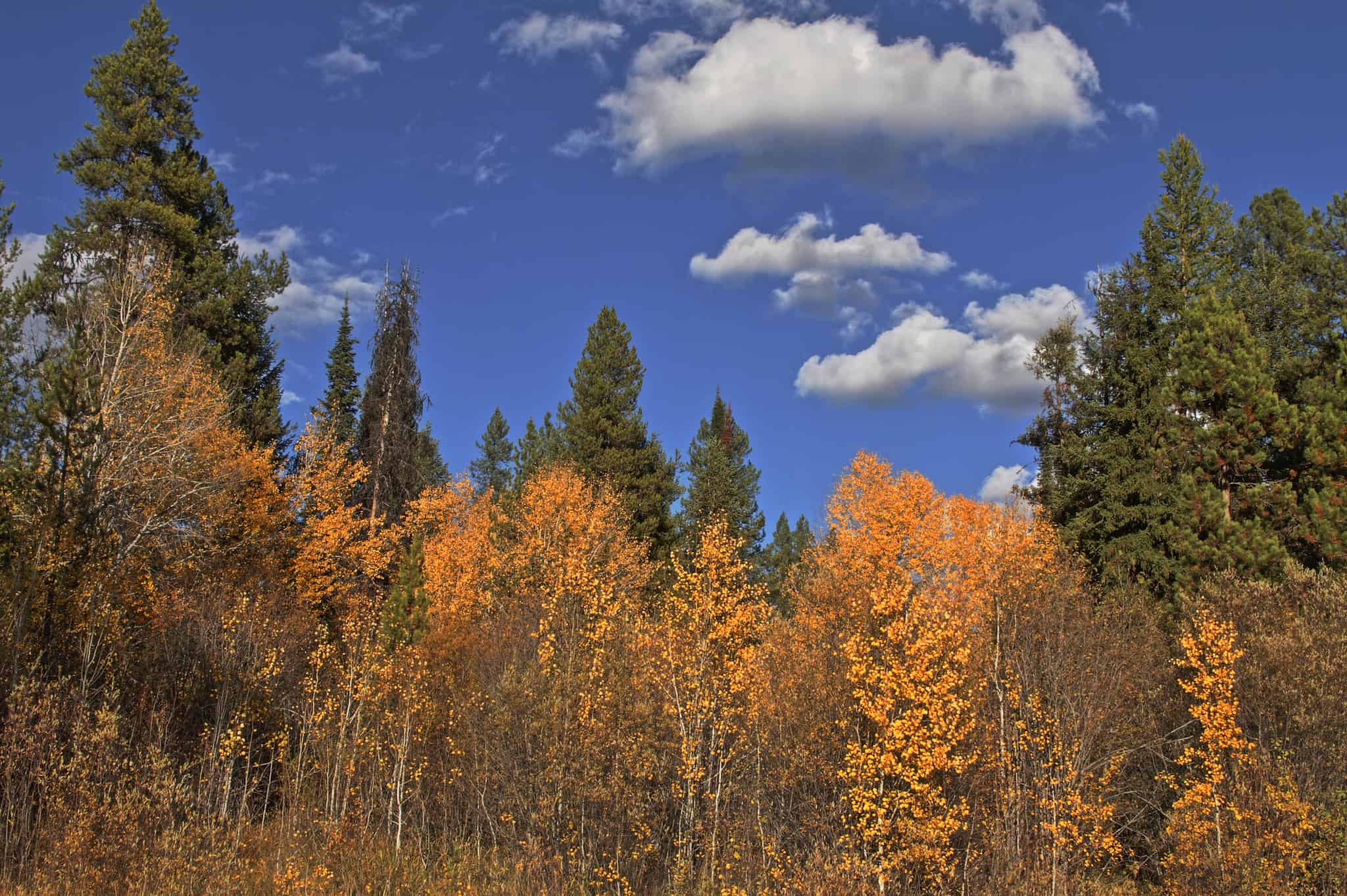 Discover When Leaves Change Color in Pennsylvania (Plus 5 Places with ...