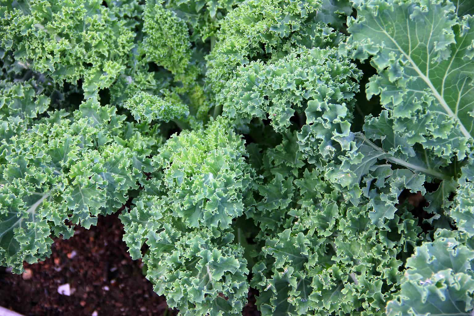 Yes, Rabbits Can Eat Kale! But Follow These 3 Tips - A-Z Animals
