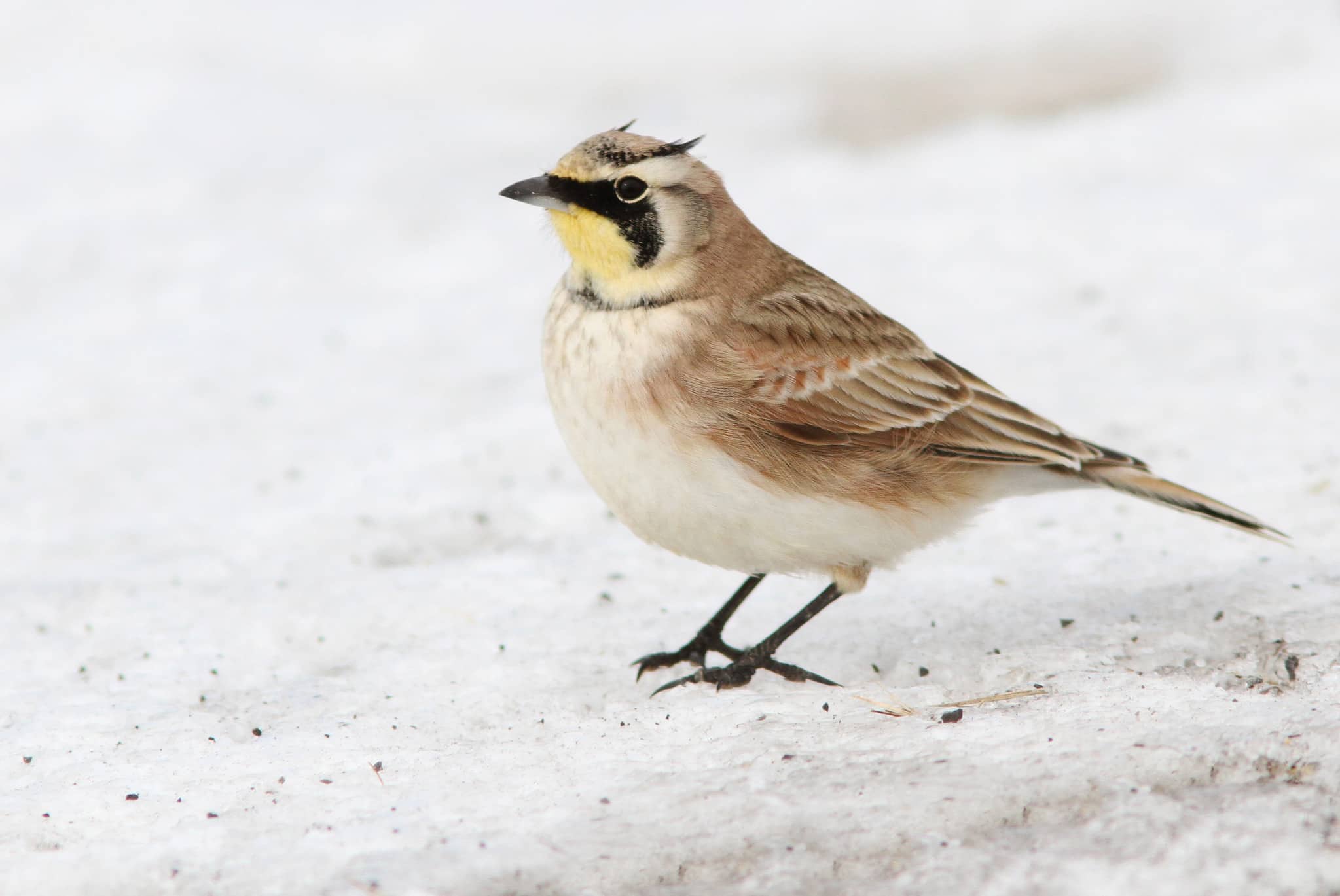 20 Birds That Spend Their Winters in Washington - A-Z Animals