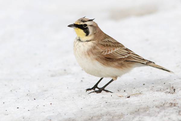 20 Birds That Spend Their Winters in Washington - A-Z Animals