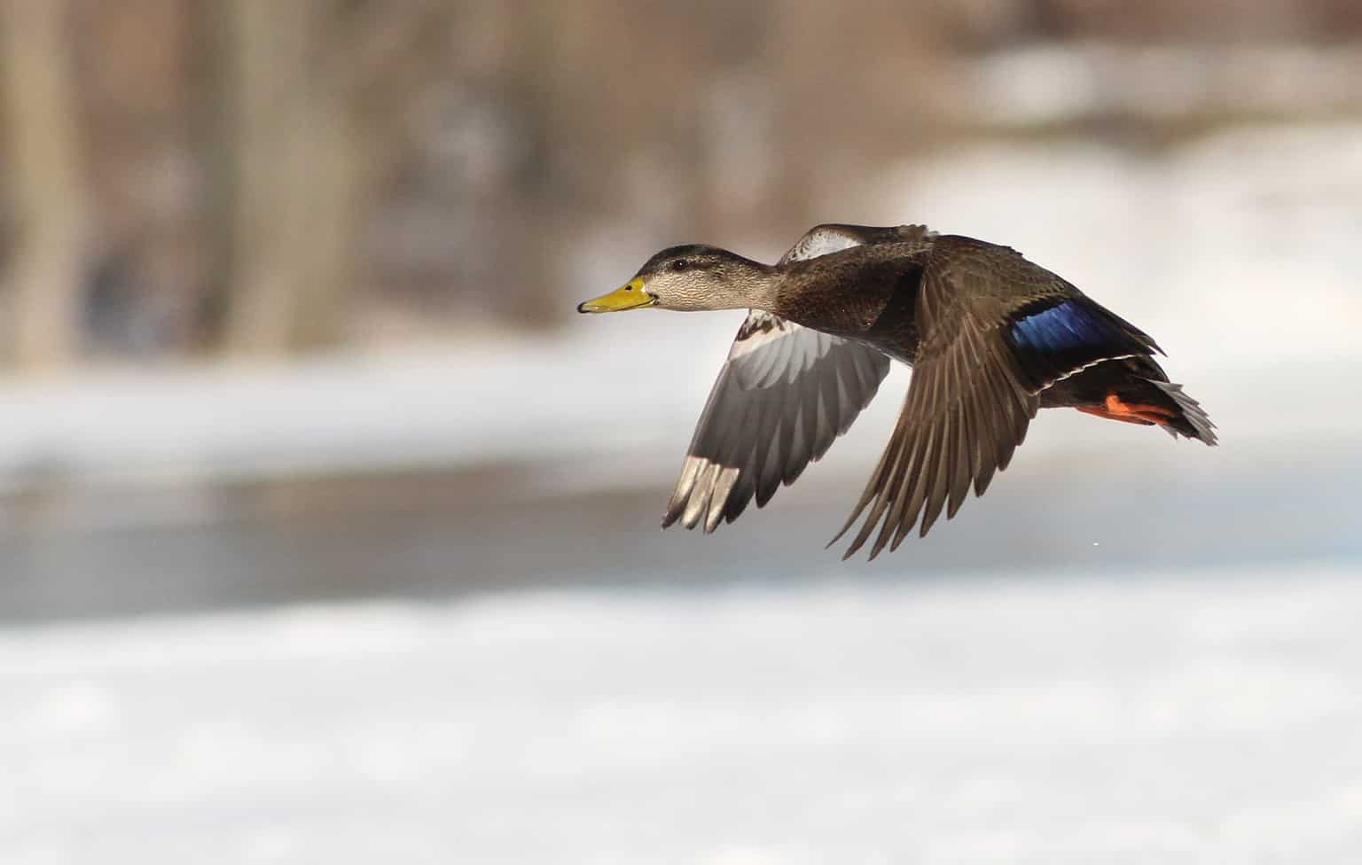 Hunting in South Dakota: 6 Great Public Hunting Lands - A-Z Animals