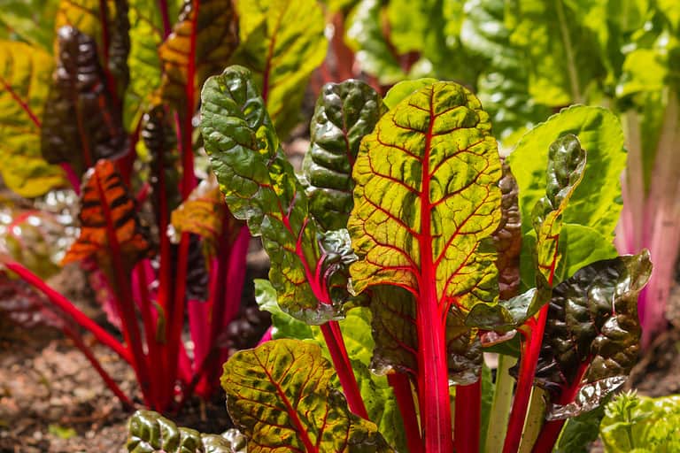 Discover the 24 Vegetables That Start with S - A-Z Animals