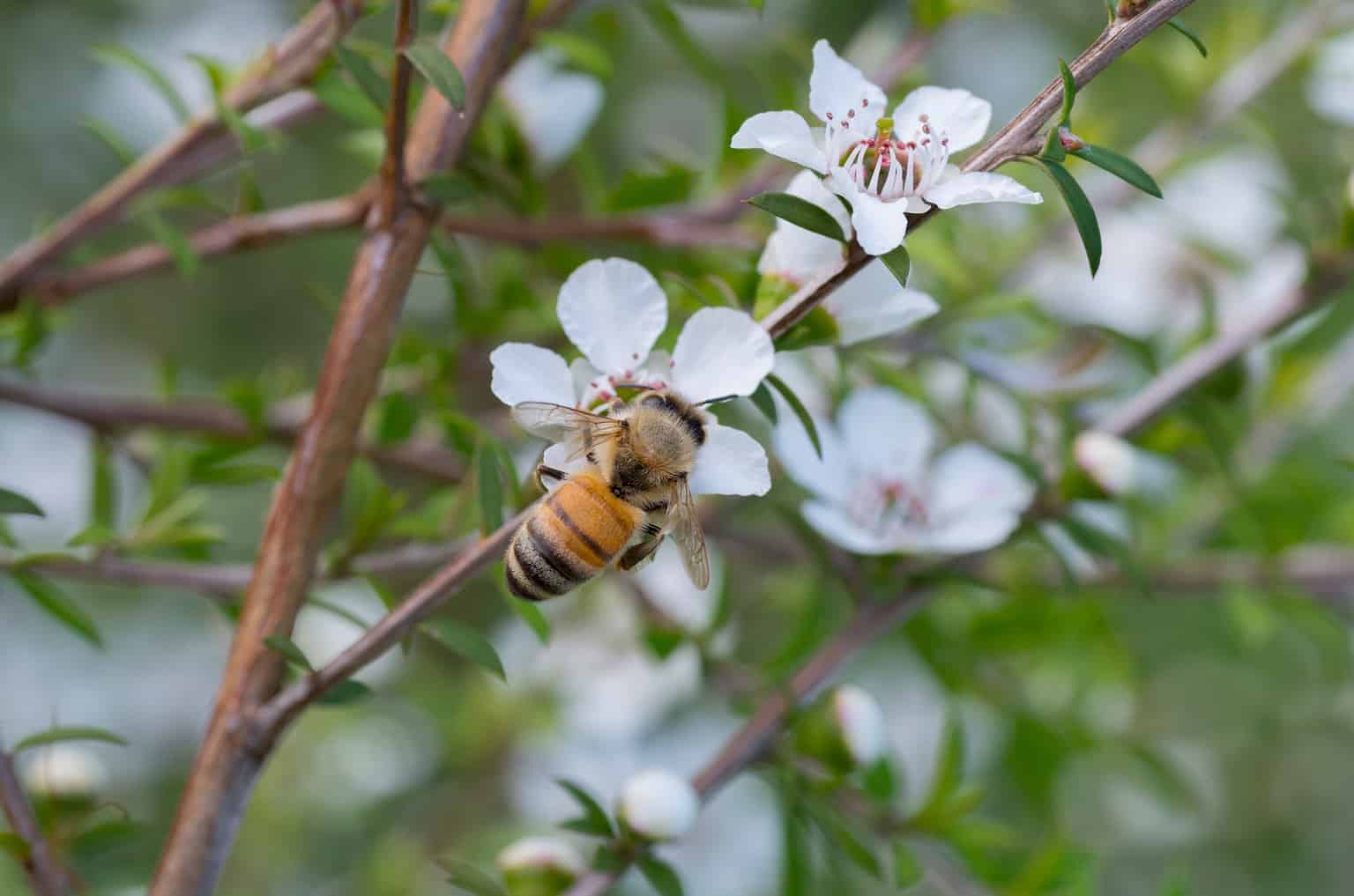 The Hidden Nutrition Problem Inside Pollinator Gardens - A-Z Animals