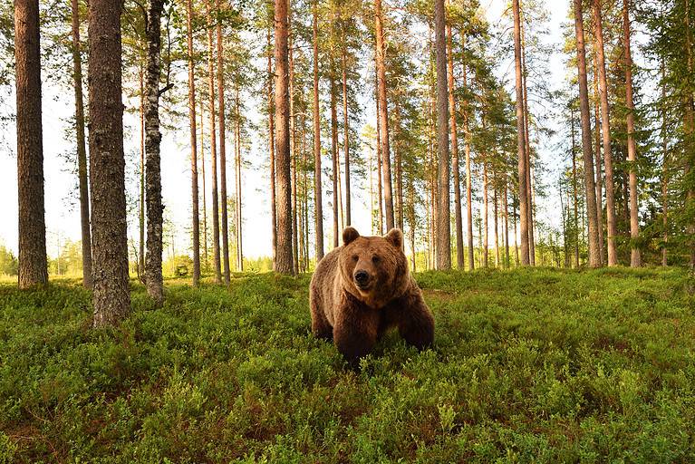 Bears in Europe: Population and Where You Might Encounter Them - A-Z ...