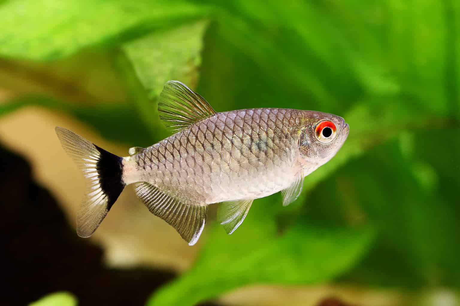 The 12 Best Tank Mates to Pair with Cichlids - A-Z Animals