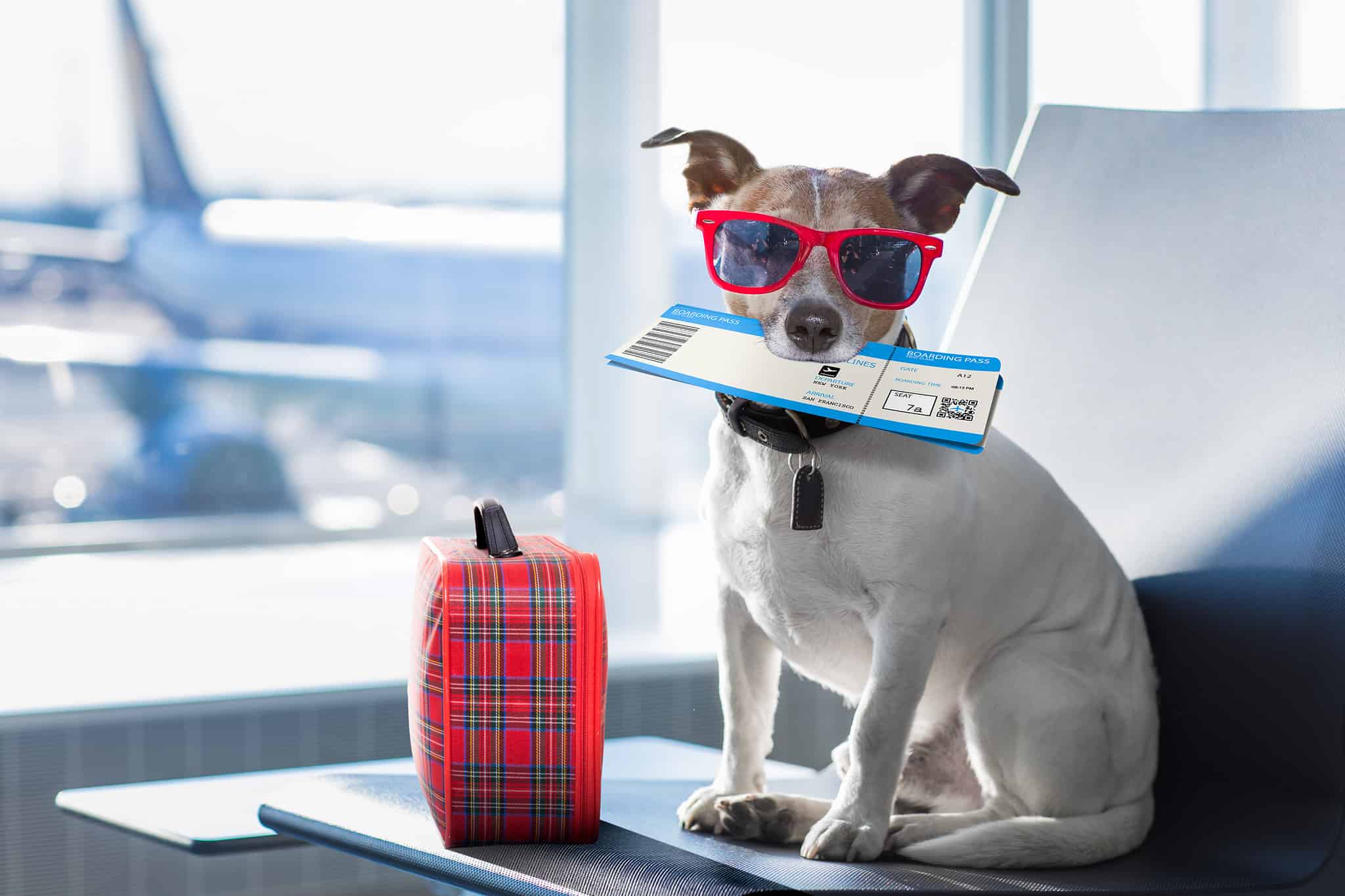 The Safest Way to Travel With Your Pets - A-Z Animals