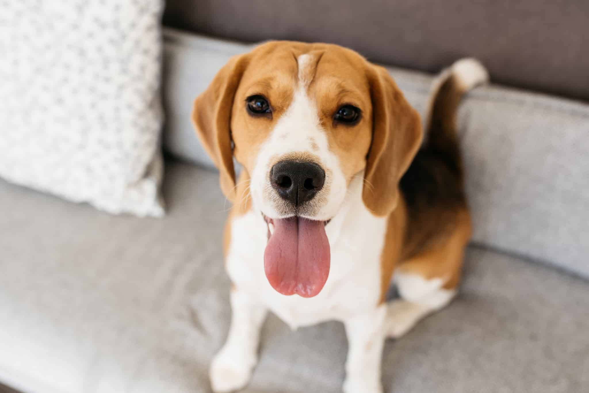 What Kind of Dog Is Odie From Garfield? Breed Information, Pictures ...