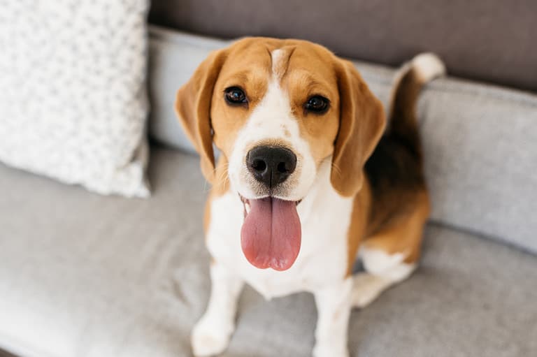 Are Beagles the Most Troublesome Dogs? 13 Common Complaints About Them ...