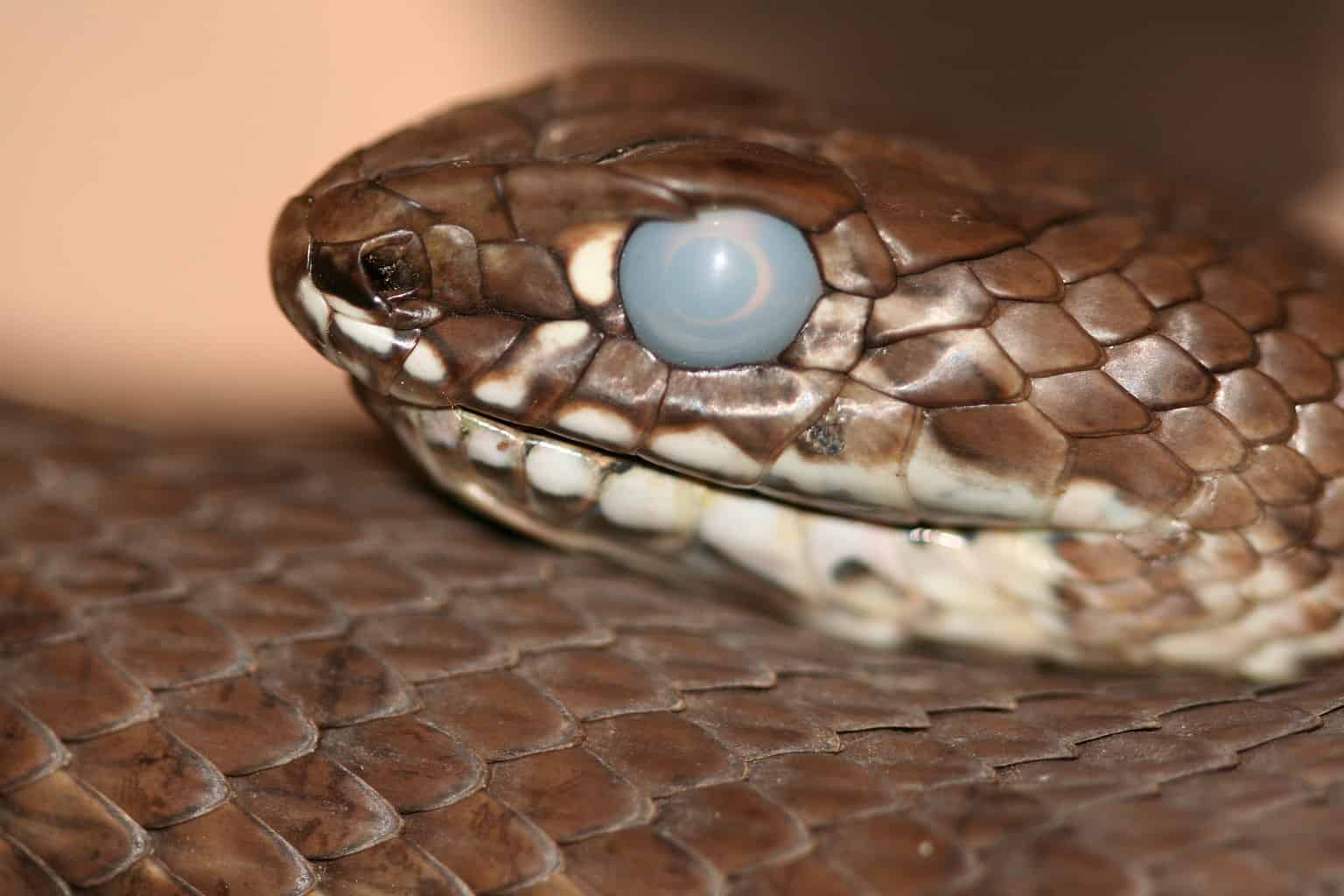 Can Snakes Really See and How Does it Work? - A-Z Animals