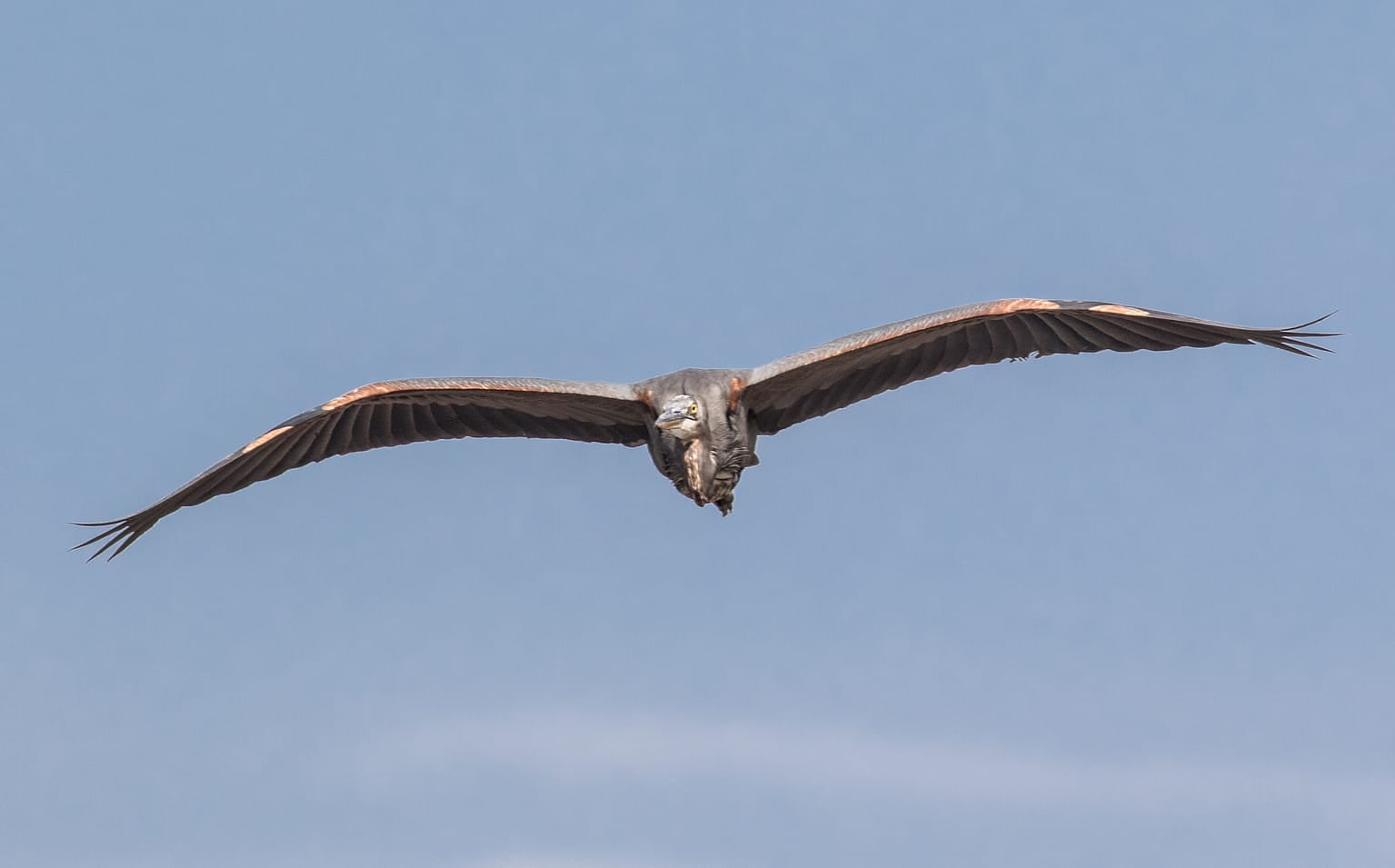 Heron vs. Egret: How to Tell These Elegant Birds Apart - A-Z Animals