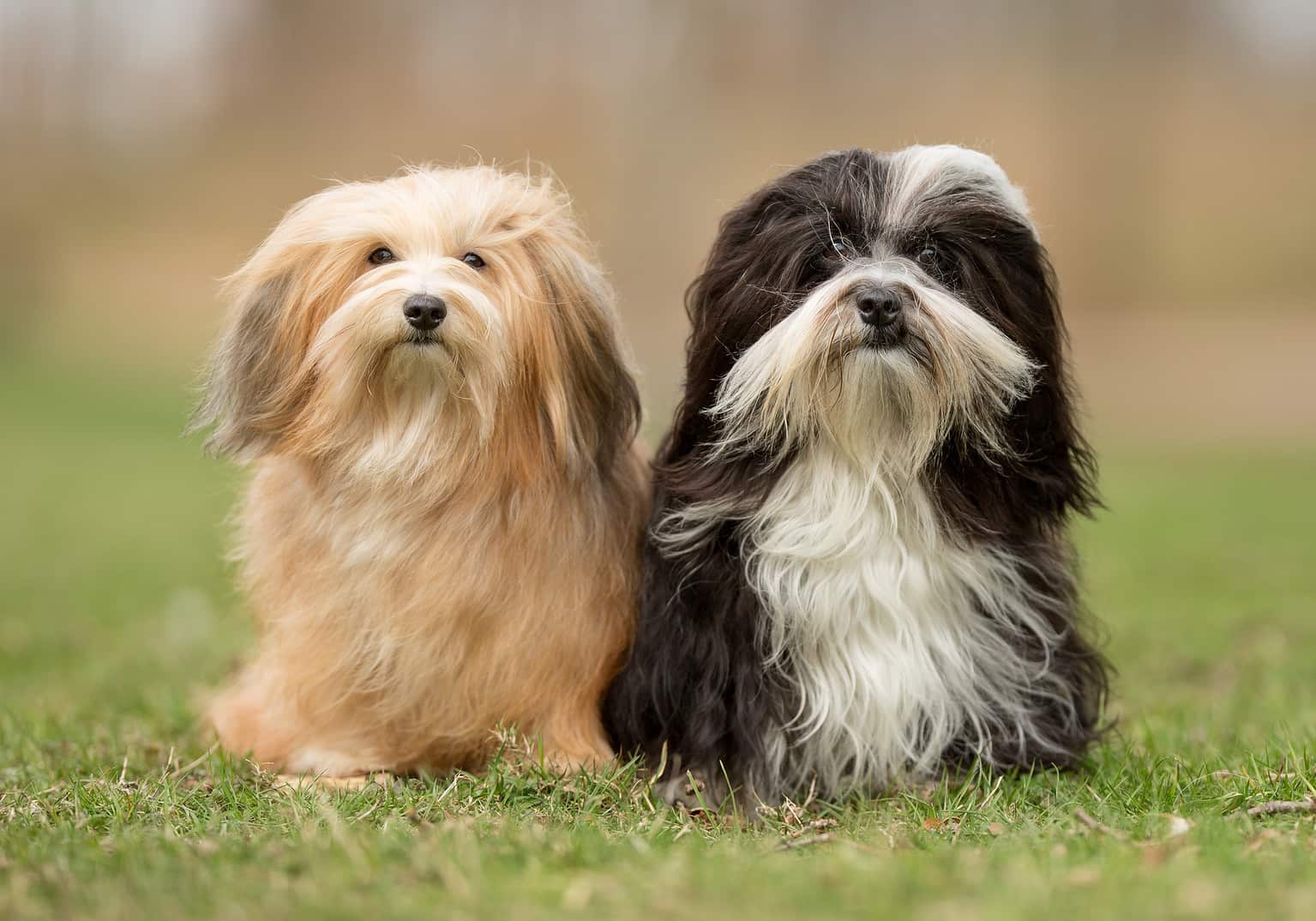 Male vs. Female Havanese: 5 Key Differences - A-Z Animals