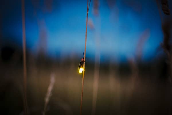 Are Fireflies Poisonous? (And 6 Other Facts About Lightning Bugs) - A-Z ...