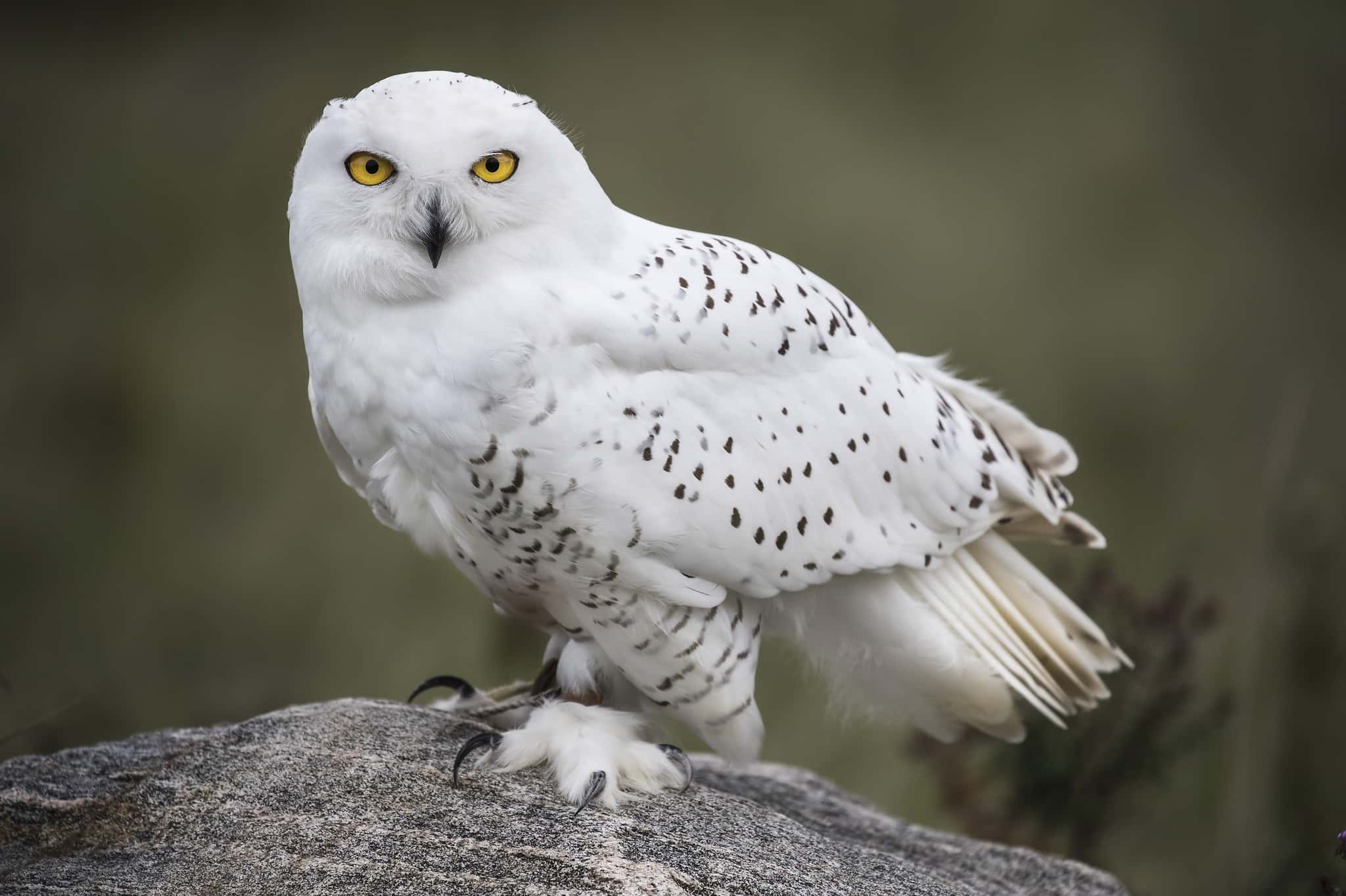 Discover 14 Types of Owls in Oregon (From Rarest to Most Common) - A-Z ...