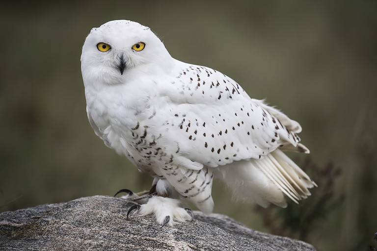 The Secret World of Owling: What It Is and When it Happens - A-Z Animals