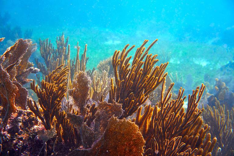 The 8 Most Beautiful and Colorful Coral Reefs in the World - A-Z Animals
