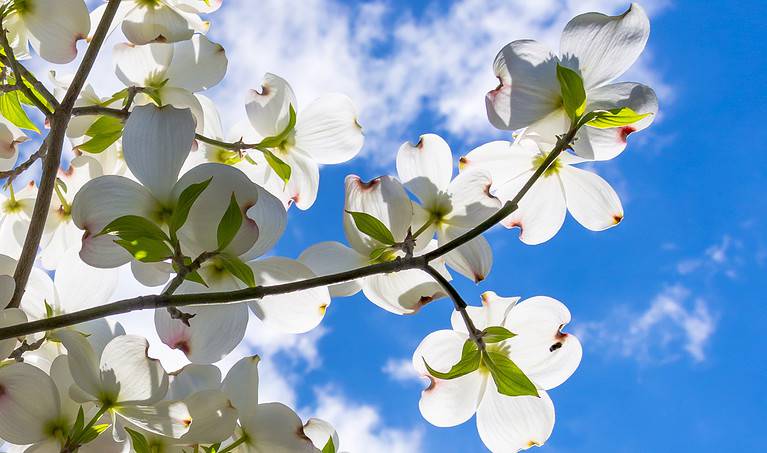 The 25 Top Flowering Trees for a Gorgeous Spring Bloom - A-Z Animals