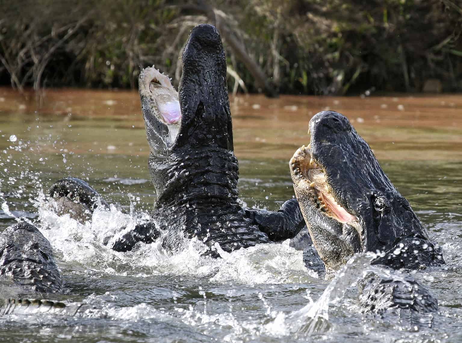 Are There Alligators in Tennessee's Douglas Lake? - A-Z Animals