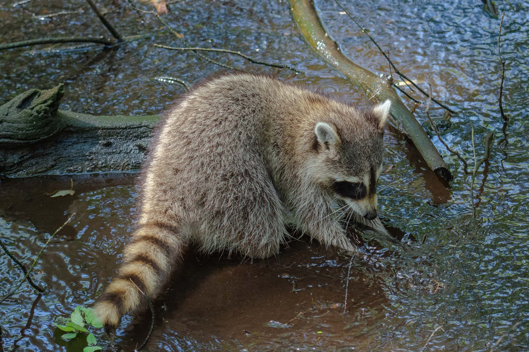 Do Raccoons Really Wash Their Food? - A-Z Animals