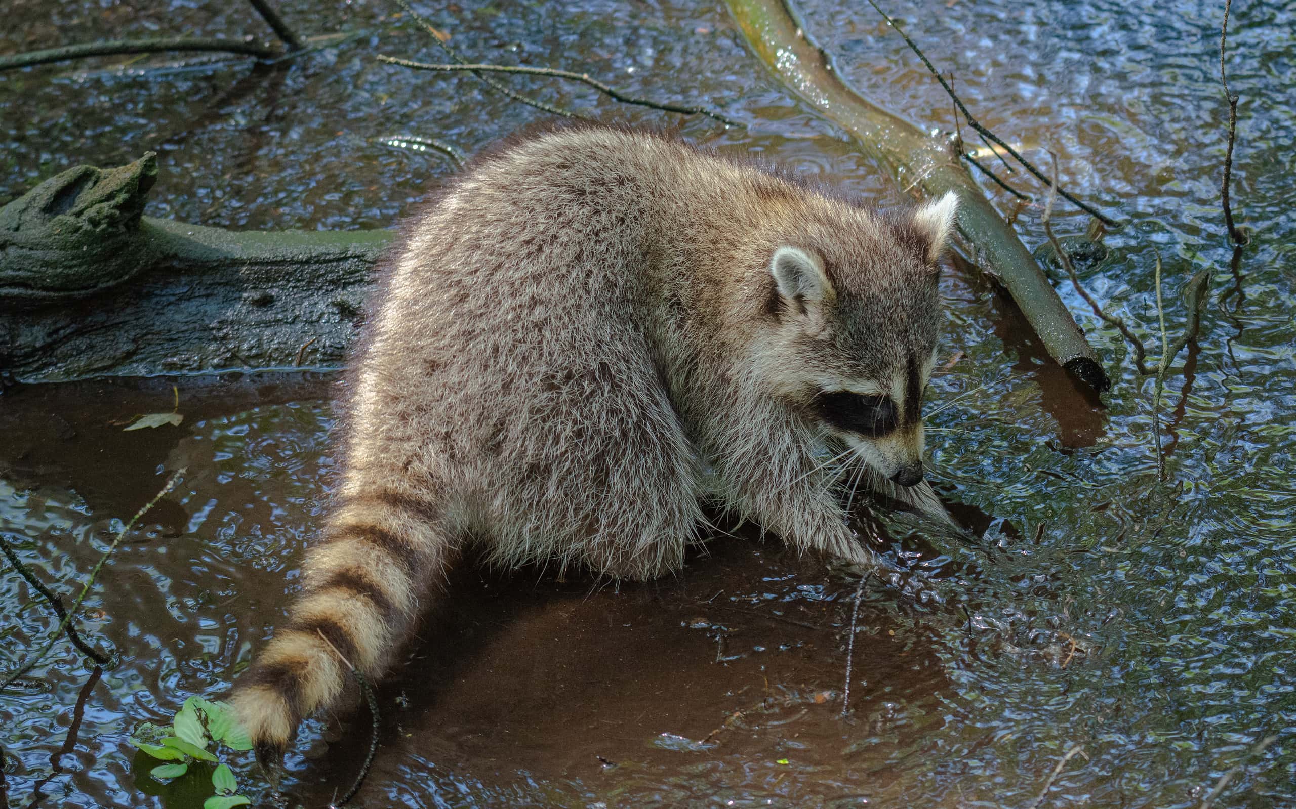 Every Animal You Can Spot in Acadia National Park - A-Z Animals