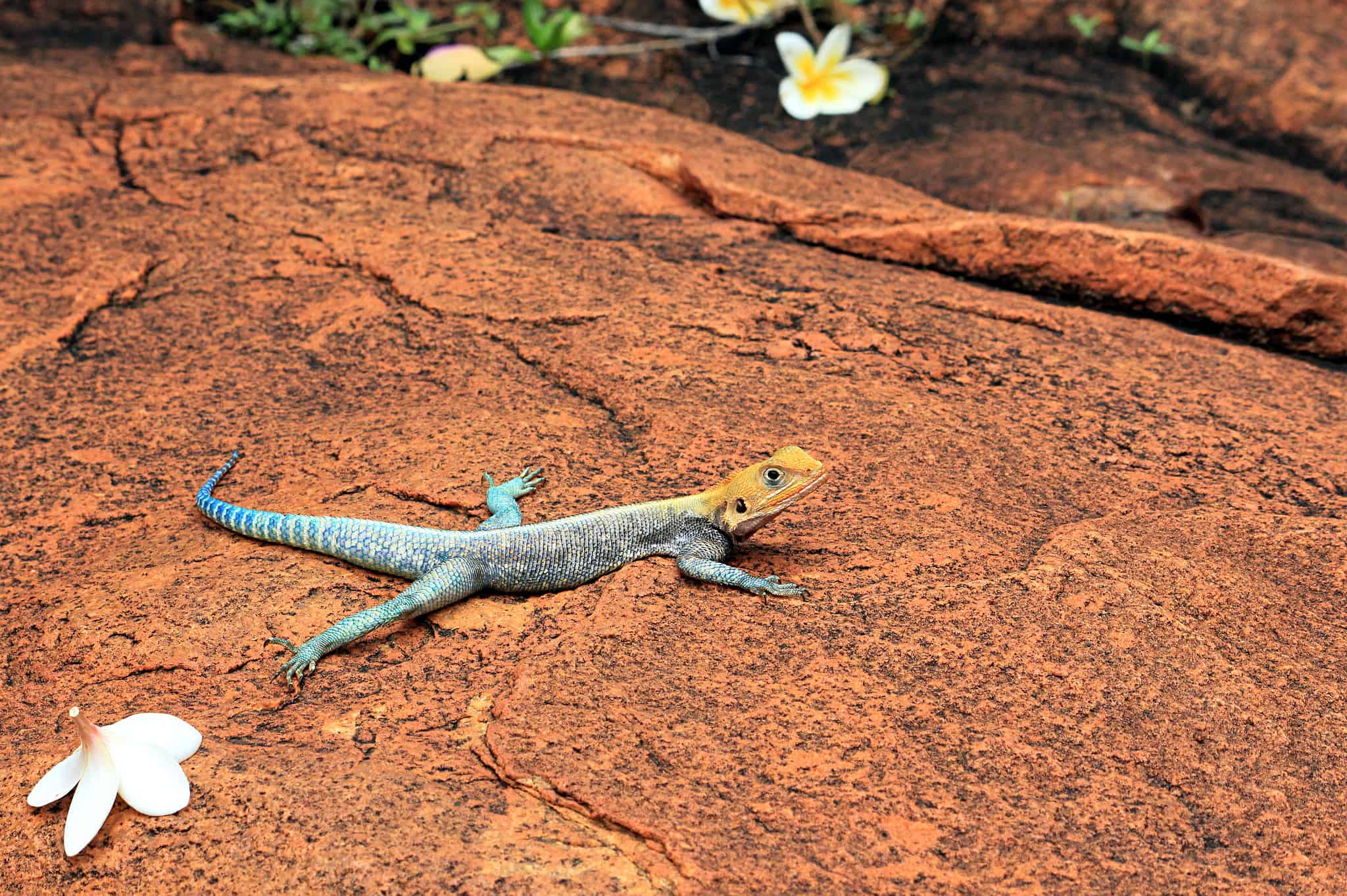 Discover New Species of Lizard With a Row of Fake Eyes - A-Z Animals