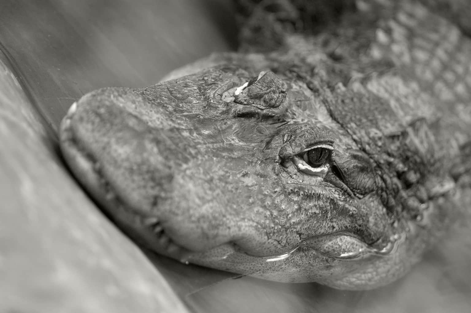 Discover Why Crocodiles Cry When They Eat - A-Z Animals