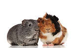 The Best and Most Comprehensive List of 41 Male Guinea Pig Names - A-Z ...