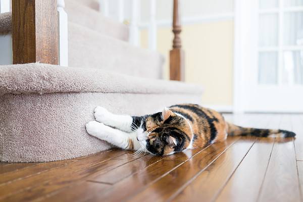 Discover Why Cats Love to Scratch Everything (and Why They Need to Do ...