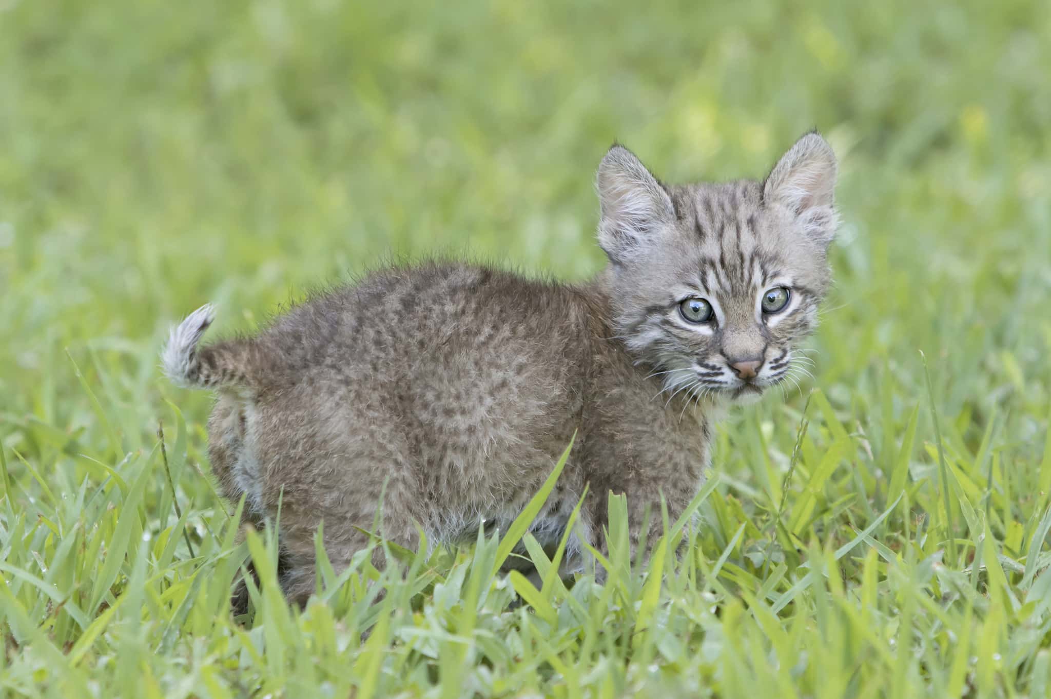 Bobcat Population by State: How Many Live in Yours? - A-Z Animals