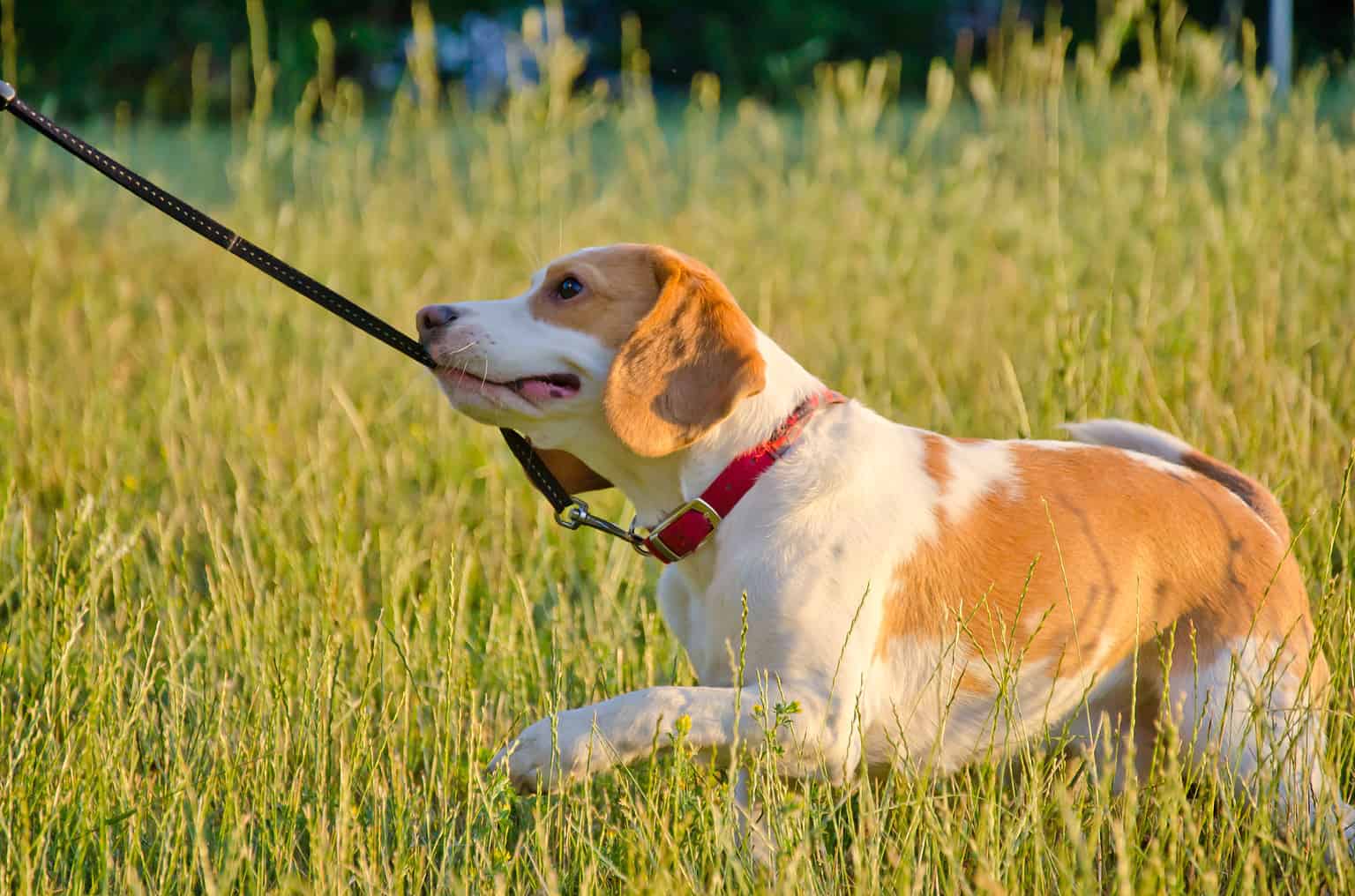 Are Beagles the Most Troublesome Dogs? 13 Common Complaints About Them ...