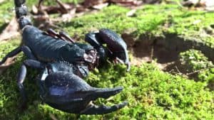Scorpions Have Survived on Earth Since Before Trees Even Existed - A-Z ...