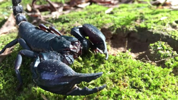 Scorpions Have Survived on Earth Since Before Trees Even Existed - A-Z ...
