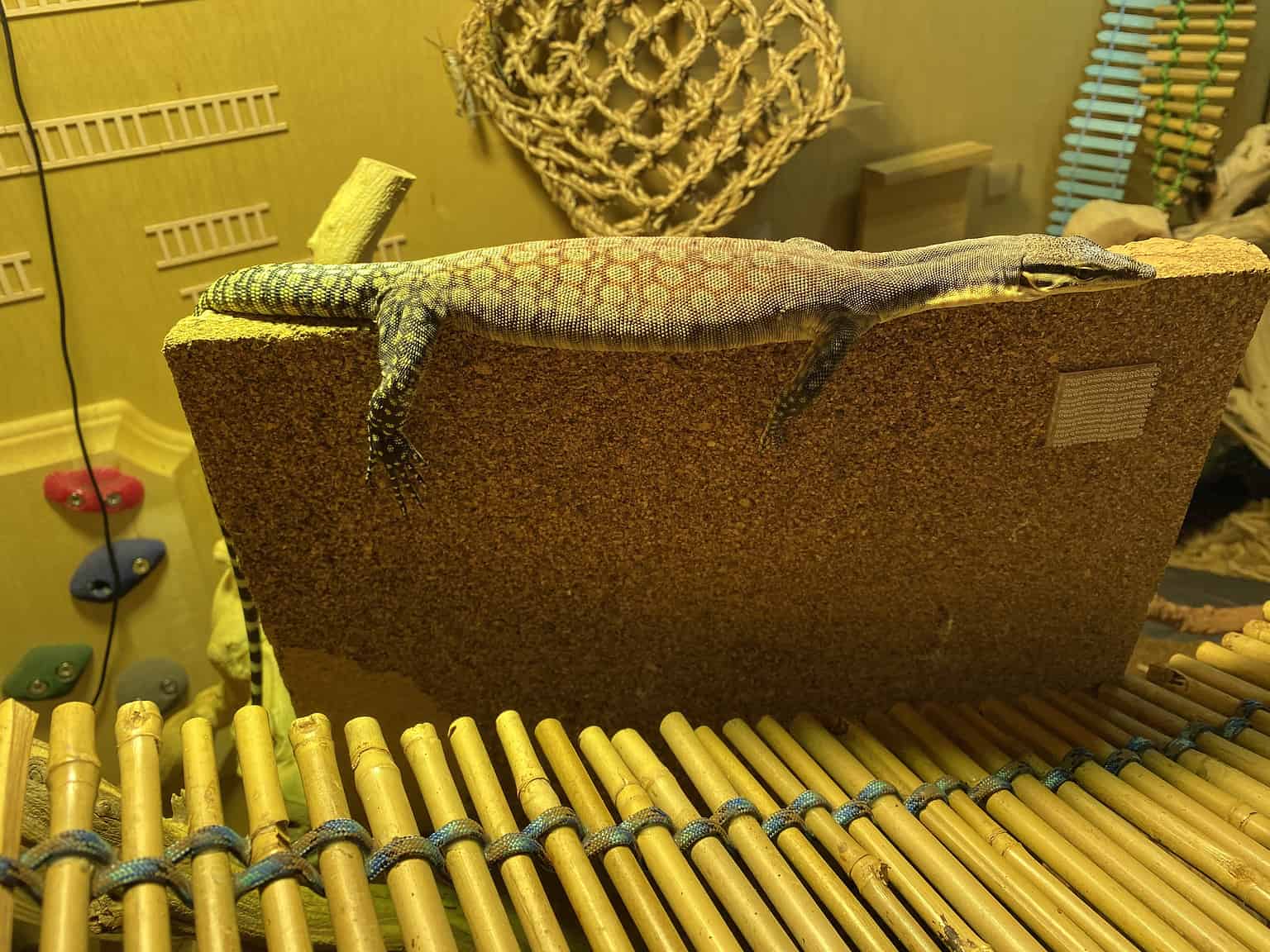 Is a Kimberley Rock Monitor a Good Pet? Everything You Need to Know - A ...