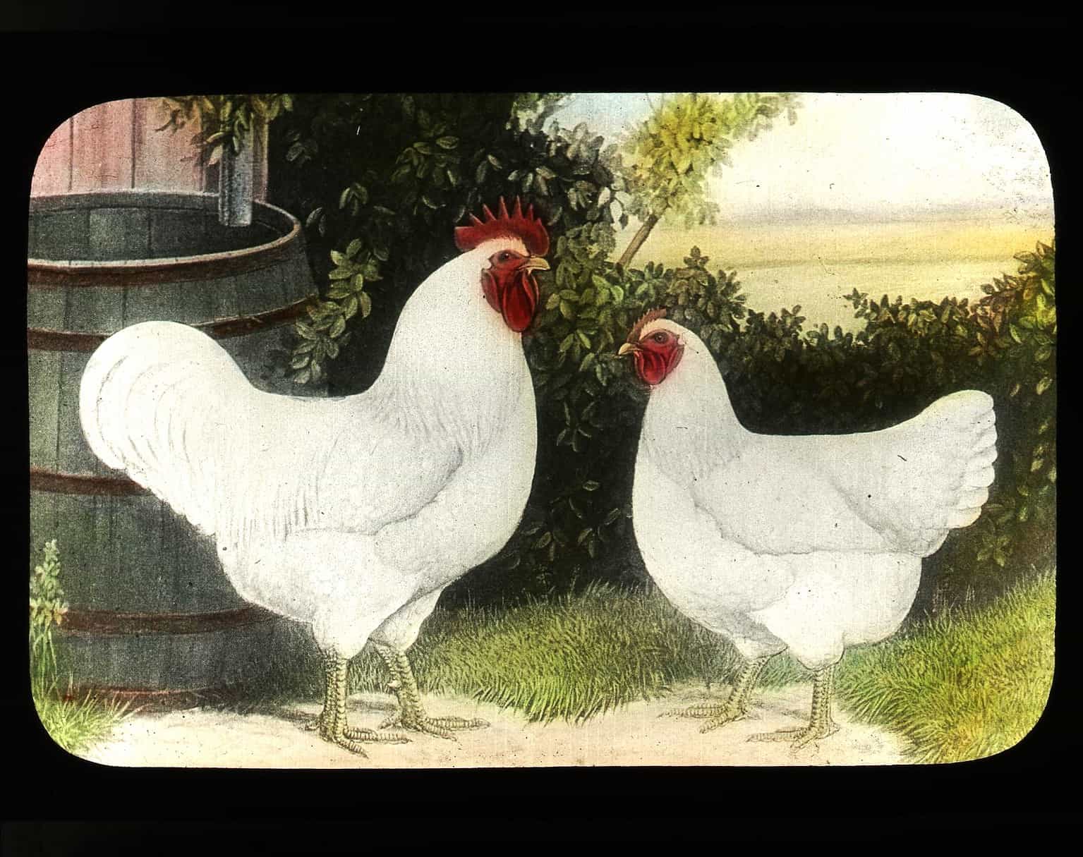 28 White Chicken Breeds You Are Sure to Love - A-Z Animals