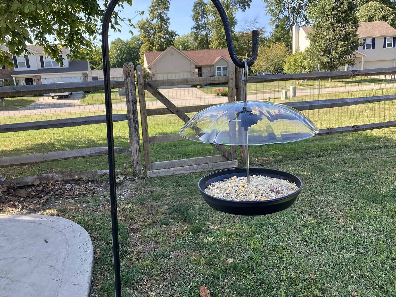 The 12 Most Effective Ways to Keep Squirrels Off Your Bird Feeder - A-Z ...