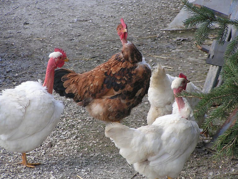 Naked Neck Chicken: Characteristics, Egg Production, Price, and More ...