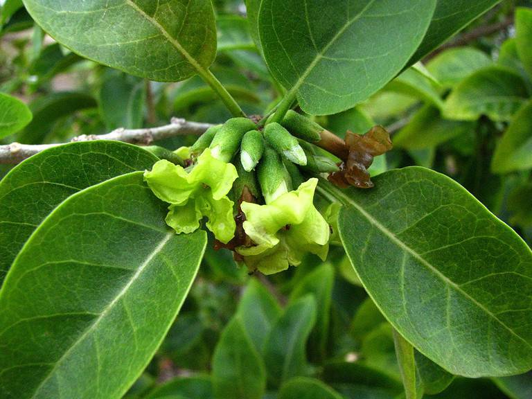The 11 Most Iconic Trees Native to Hawaii - A-Z Animals