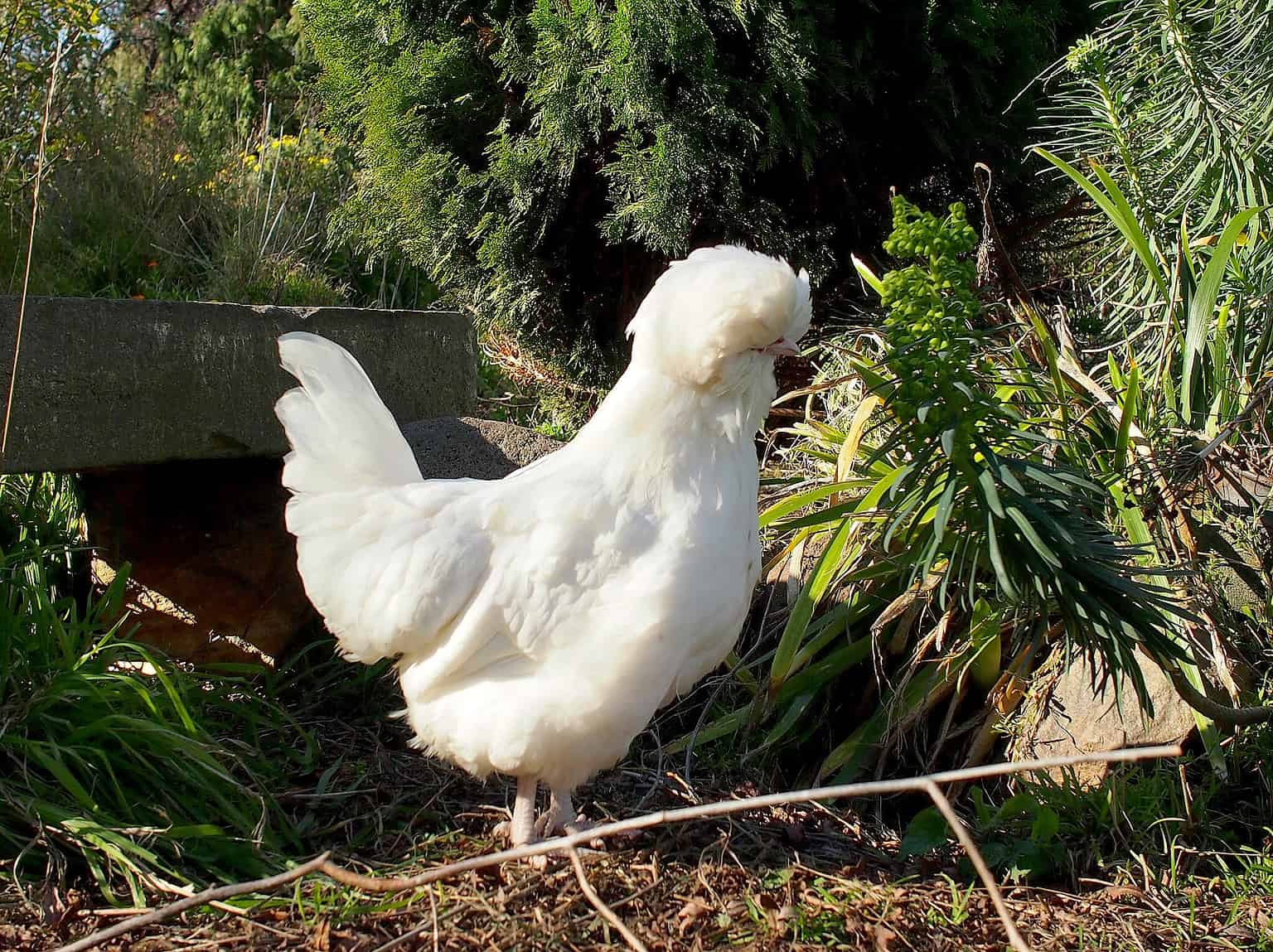 28 White Chicken Breeds You Are Sure to Love - A-Z Animals