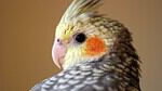 Owning a Cockatiel: Temperament, Diet, and Complete Care Guide - A-Z ...